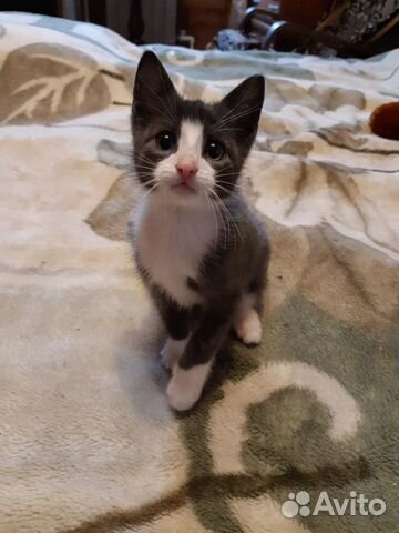 Котёнок Тоша в добрые руки 2 мес