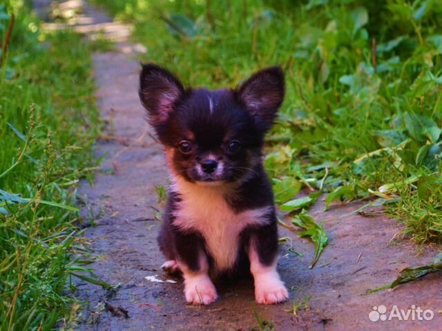 Маленький кривляка)