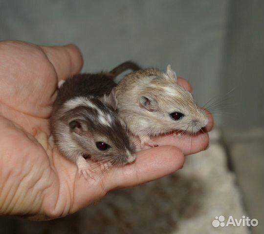Цветные песчанки, малыши