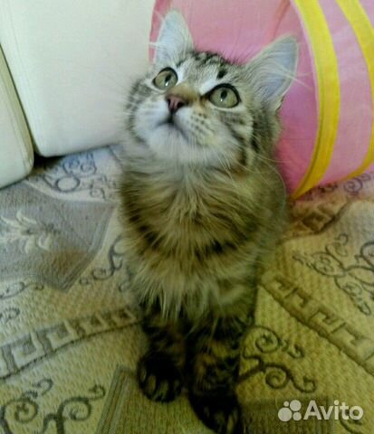 Чудесный котёнок мальчик в добрые руки