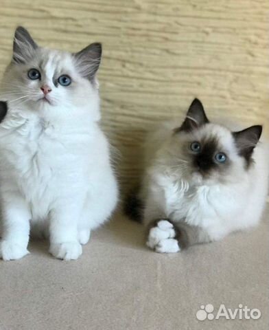 Котята породы регдолл "тряпичная кукла"