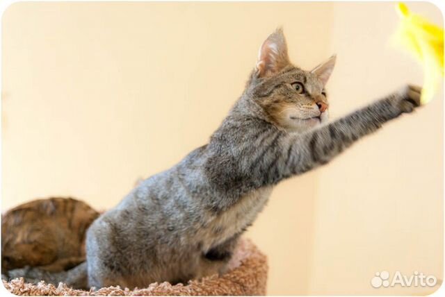 Крупный чаузиф1 кот