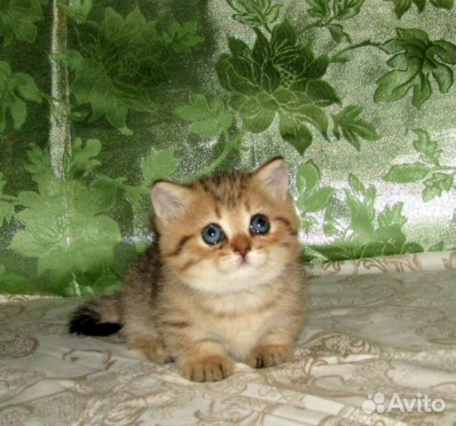 Золотой манчкин