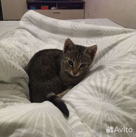 Котёнок
