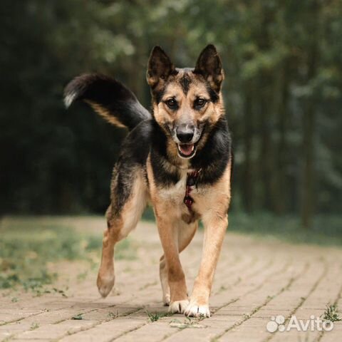 Игривый ласковый щенок-подросток в добрые заботлив