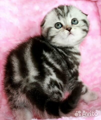 Котенок серебристо-черный мрамор Валериан