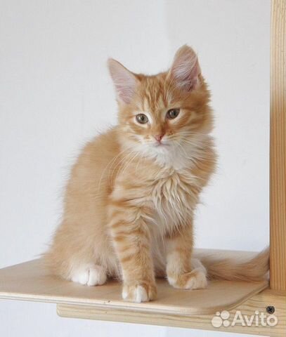 Котик ищет дом