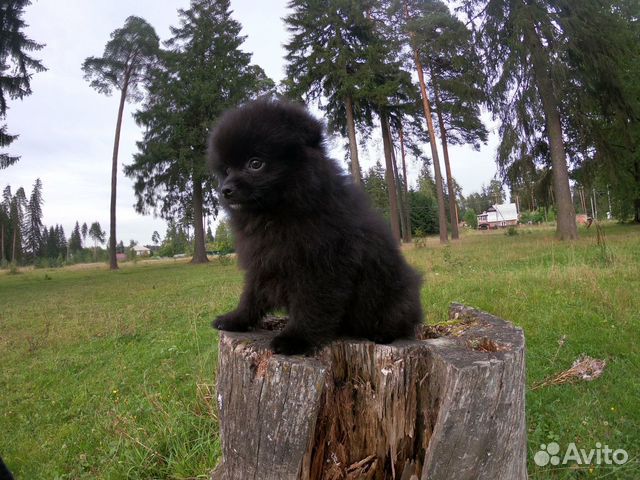 Померанский шпицуля