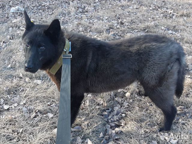Собака Чернышка 2 года