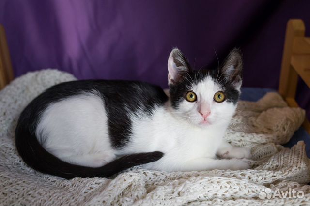 Котёнок Амелия (3 мес) ищет дом