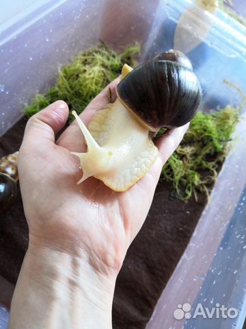 Ахатины Фулика