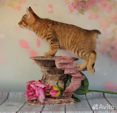 Шикарный золотой пятнистый котик