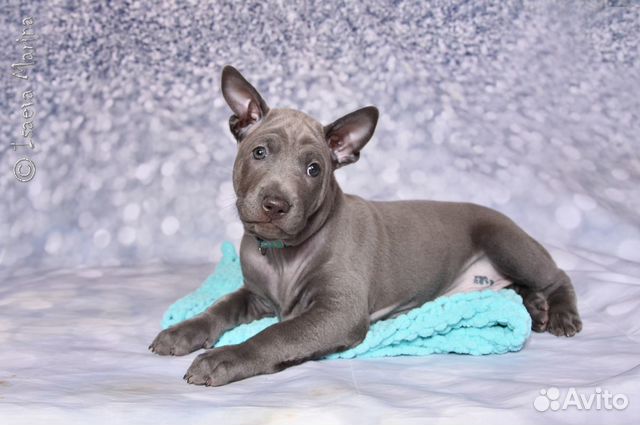 Тайский риджбек Thairidgeback