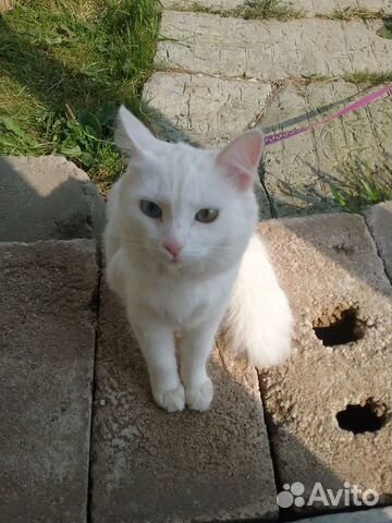 Кошка, молодая, красивая, белая