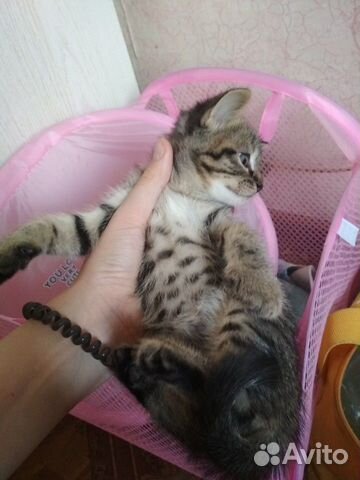 Шотландский скотиш-страйт котёнок