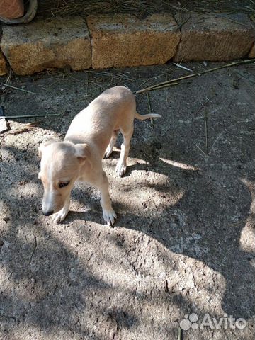 Щенок хортой борзой