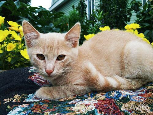 Кремовый котенок-улыбка