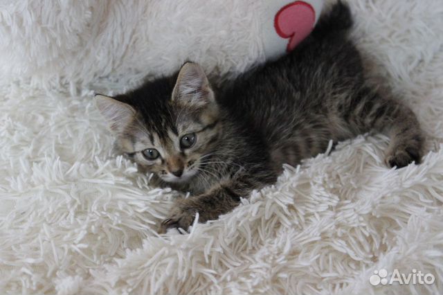 Котенок Мико