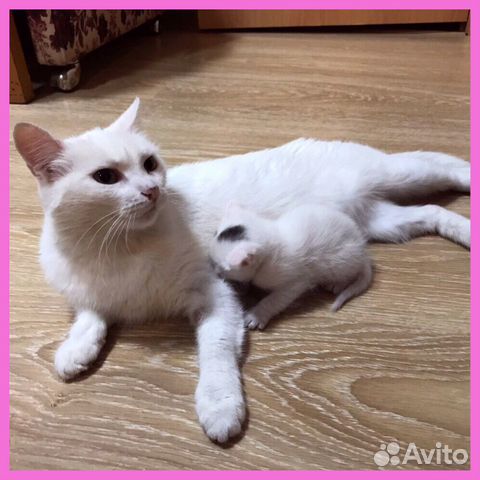 Отдадим котёнка в добрые руки