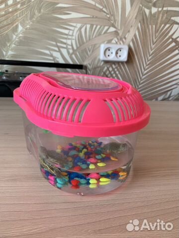 2 очарователеных черепашки-малышки