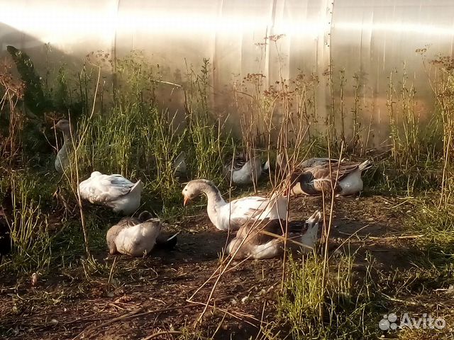 Семья гусей