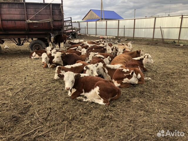 Телки и бычки мясной породы герефорд