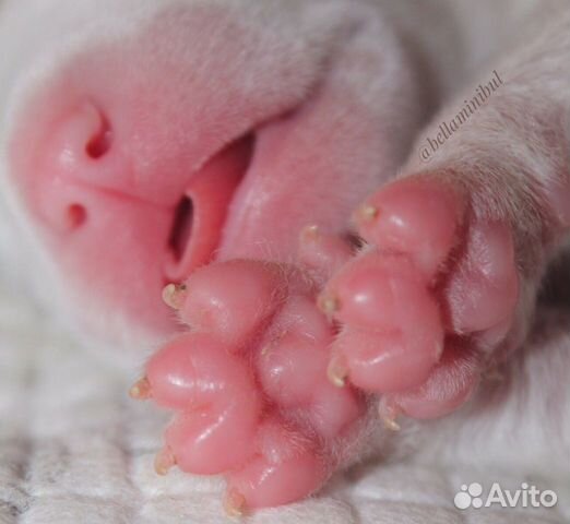 Щенки бультерьера