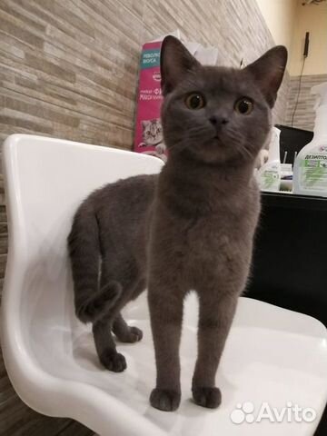 В добрые руки