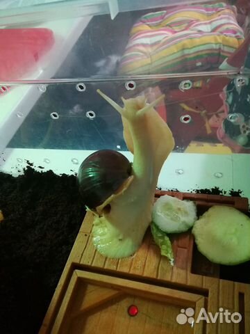 Отдам бесплатно улиток ахатин