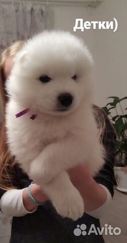 Щенок самоед