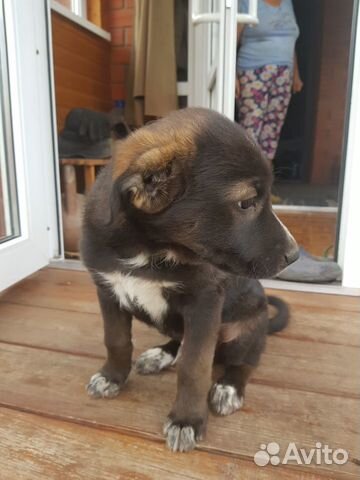 Отдам щенка в добые руки