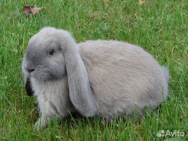 Французский баран