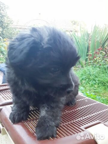 Малыши мальтипу