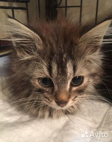 Кисточка хочет к маме