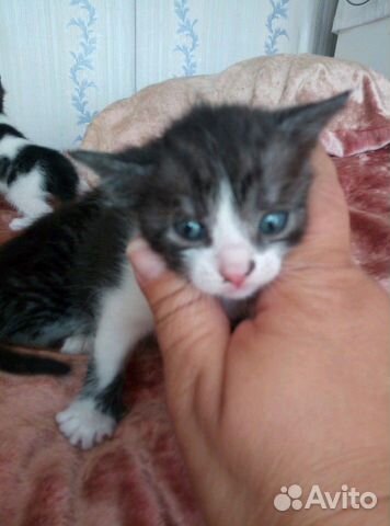 Замурчательные котята ищут дом