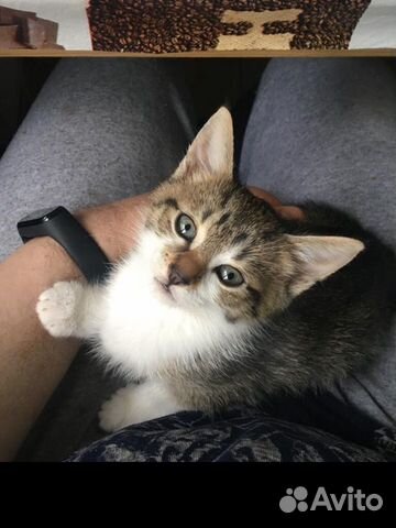 Котята ищут дом
