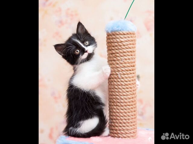 Котёнок мальчик в добрые руки