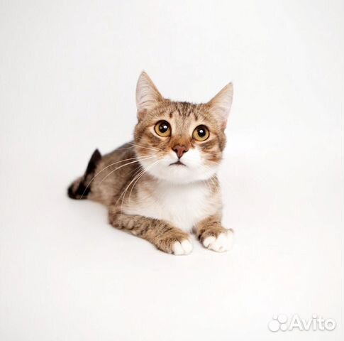 Робин ищет дом