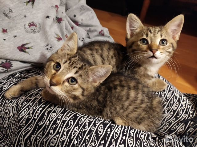 Котята черные полосатые и пятнистые