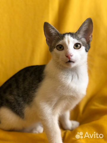 Мега ласковый мальчик Тиша 4,5 мес ищет свой дом