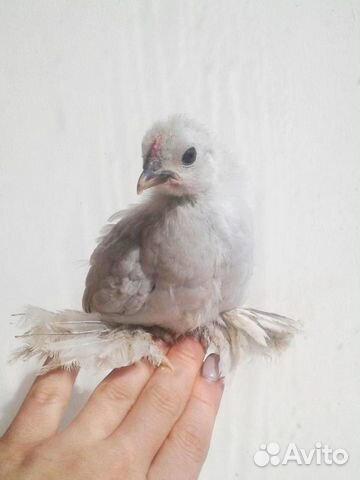 Мильфлер жемчужно-серый