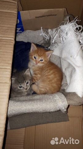 Котята