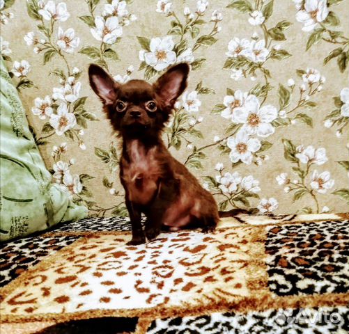 Шоколадный заяц