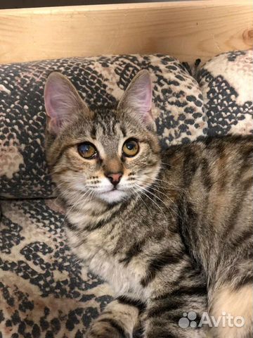 Котенок полосатый