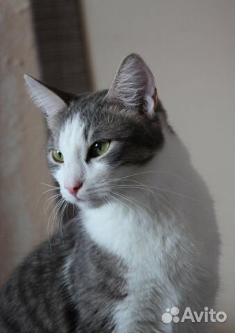 Кот Эрнесто