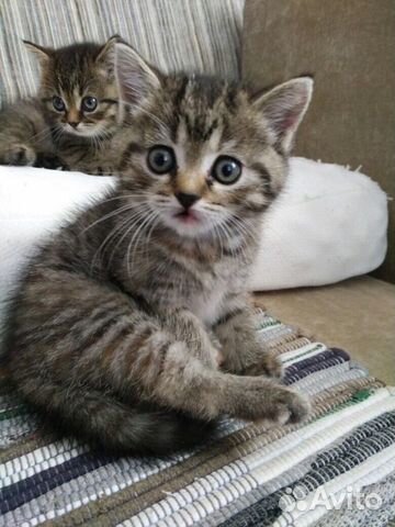 Котята в хорошие руки