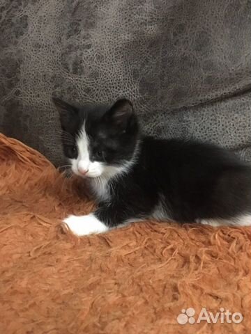 Чёрно-белое чудо в хорошие руки