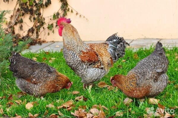 Петух билефедер + курочки