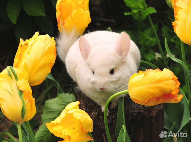 Шиншиллята окраса White Lovе (Goldbar)