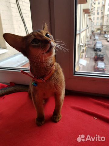 Продается абиссинец